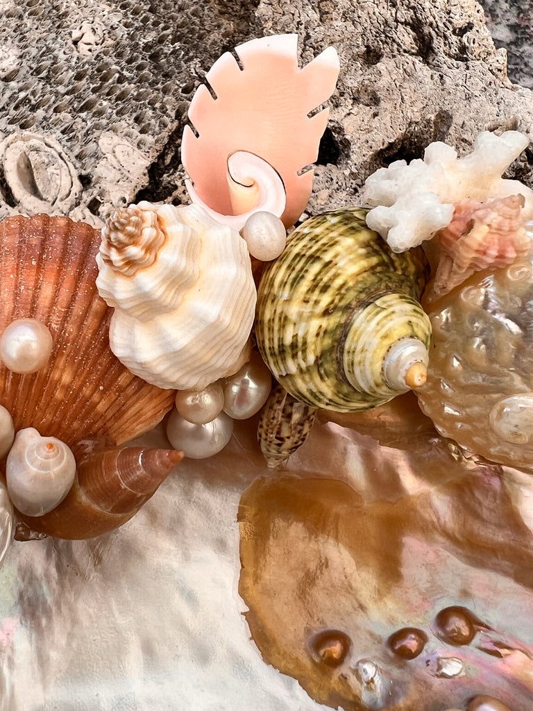 Pearled "What-not" Shell Dish – Christa's South Seashells & Jewelry